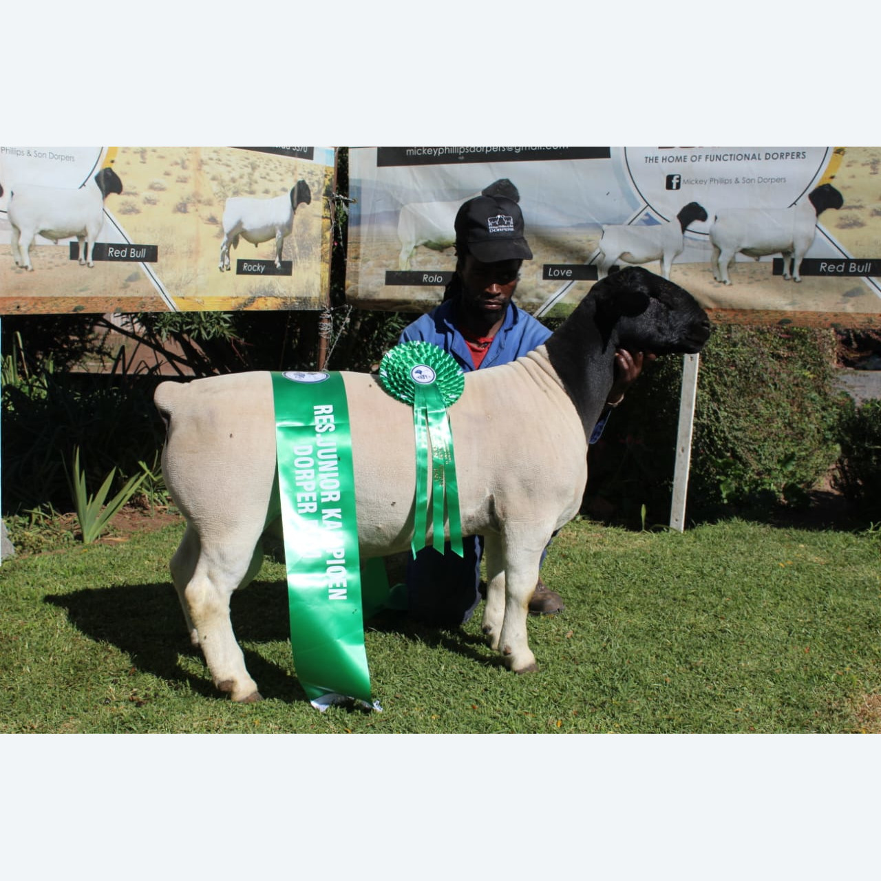 Mickey Phillips & Son Dorpers - SA Dorper Stud Breeders